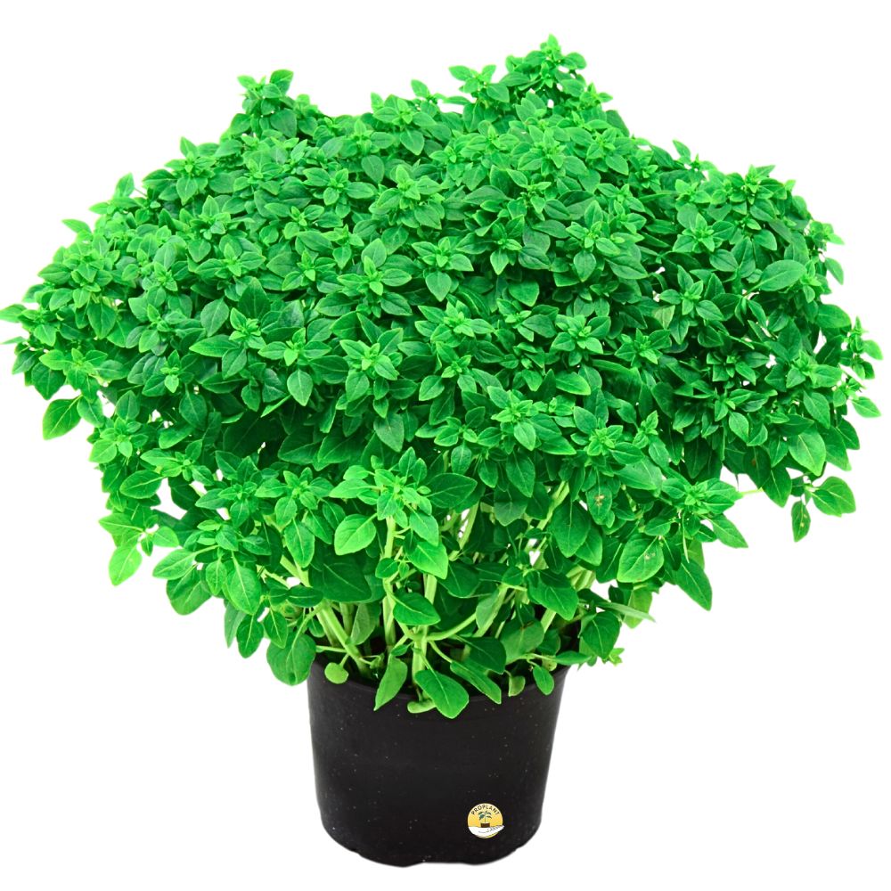 Βασιλικός Fino Greco a Palla – ProPlant