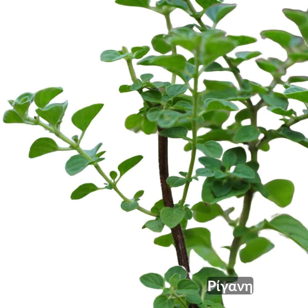 Ρίγανη – ProPlant