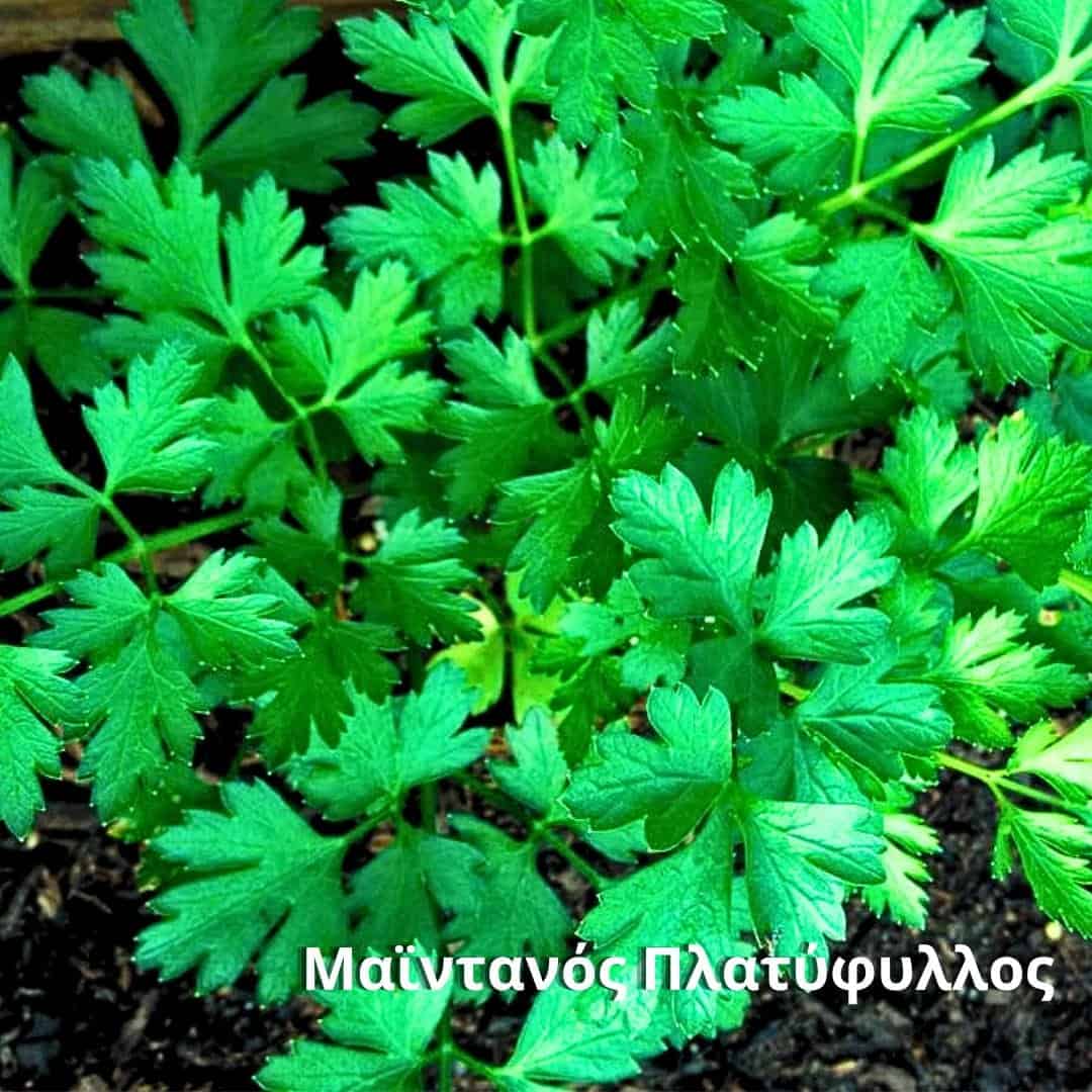 Μαϊντανός – ProPlant