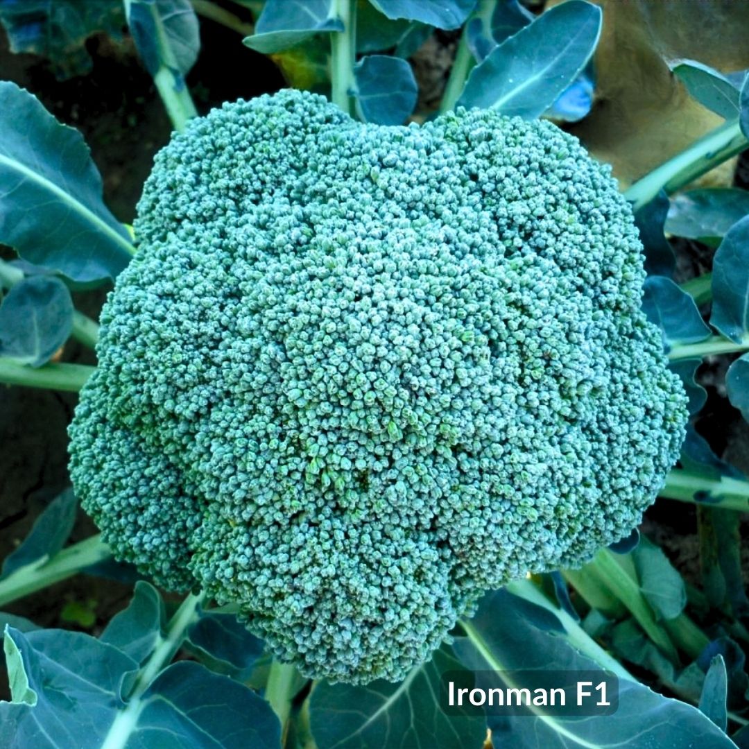 Μπρόκολο Ironman F1 – ProPlant